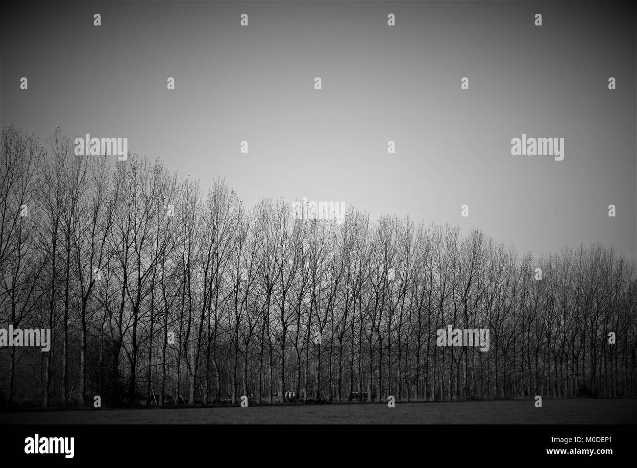 Tree line of bare branches in black and white Stock Photo - Alamy
