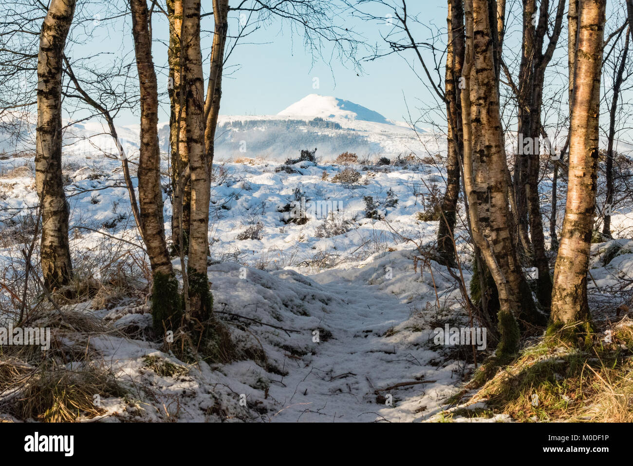 Ben Ledi in winter, Scotland, UK - seen from Flanders Moss, Carse of Stirling, Scotland, UK ...