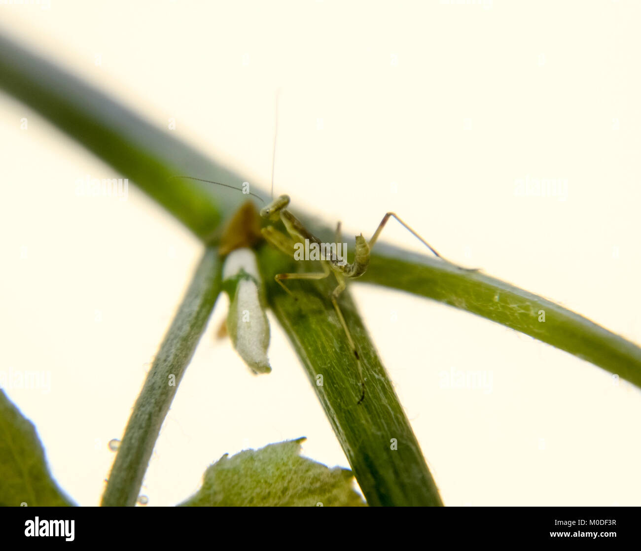Larva of the mantis. Nymph mantis, Growing insect. Mantis in the ...