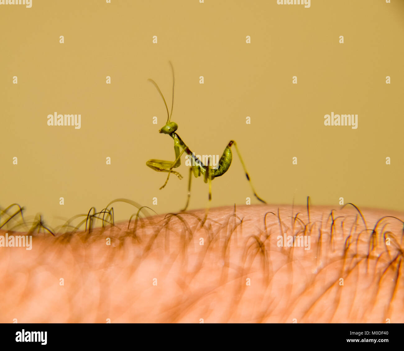 Larva of the mantis. Nymph mantis, Growing insect. Mantis on the hand ...