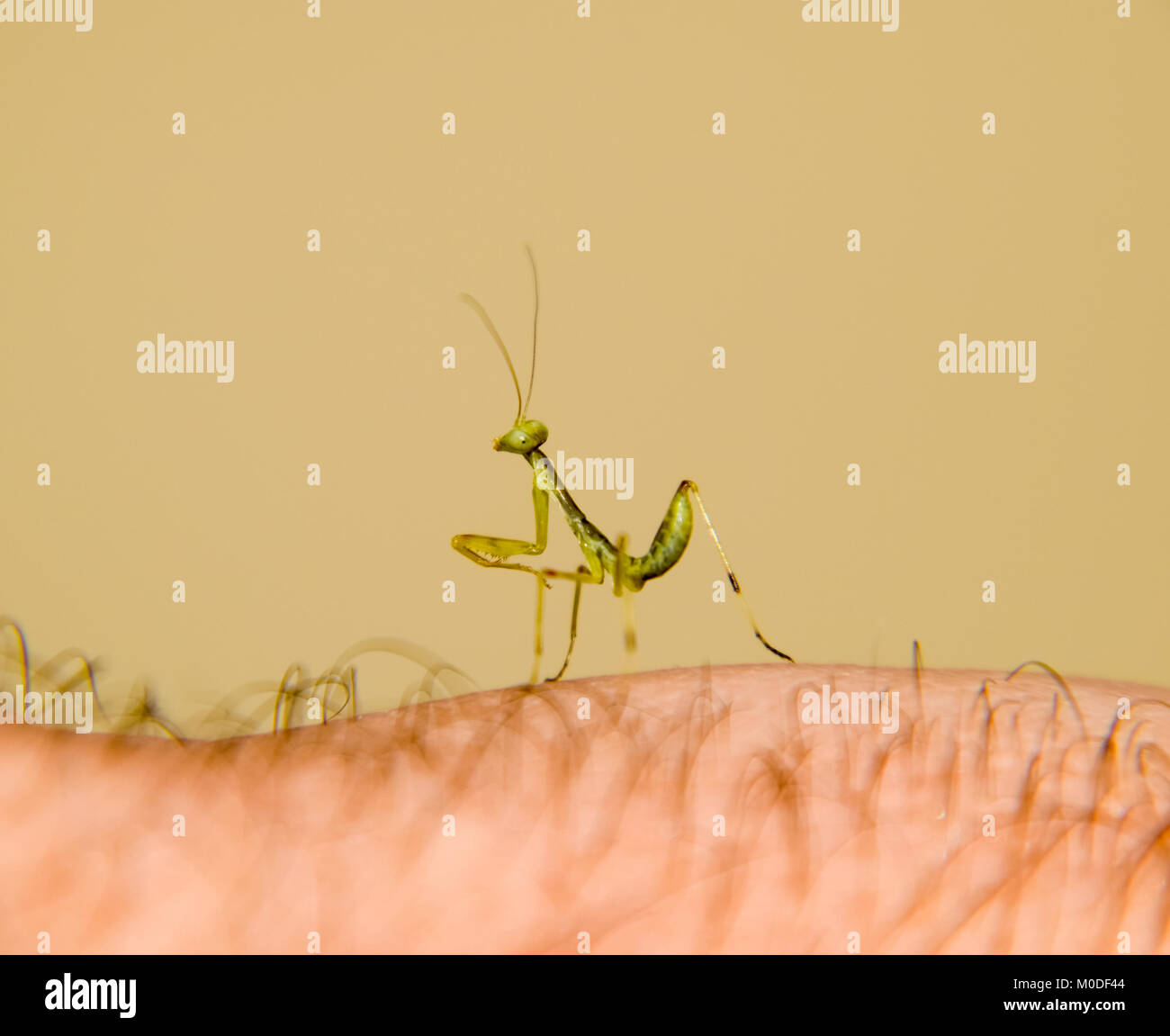 Larva of the mantis. Nymph mantis, Growing insect. Mantis on the hand ...