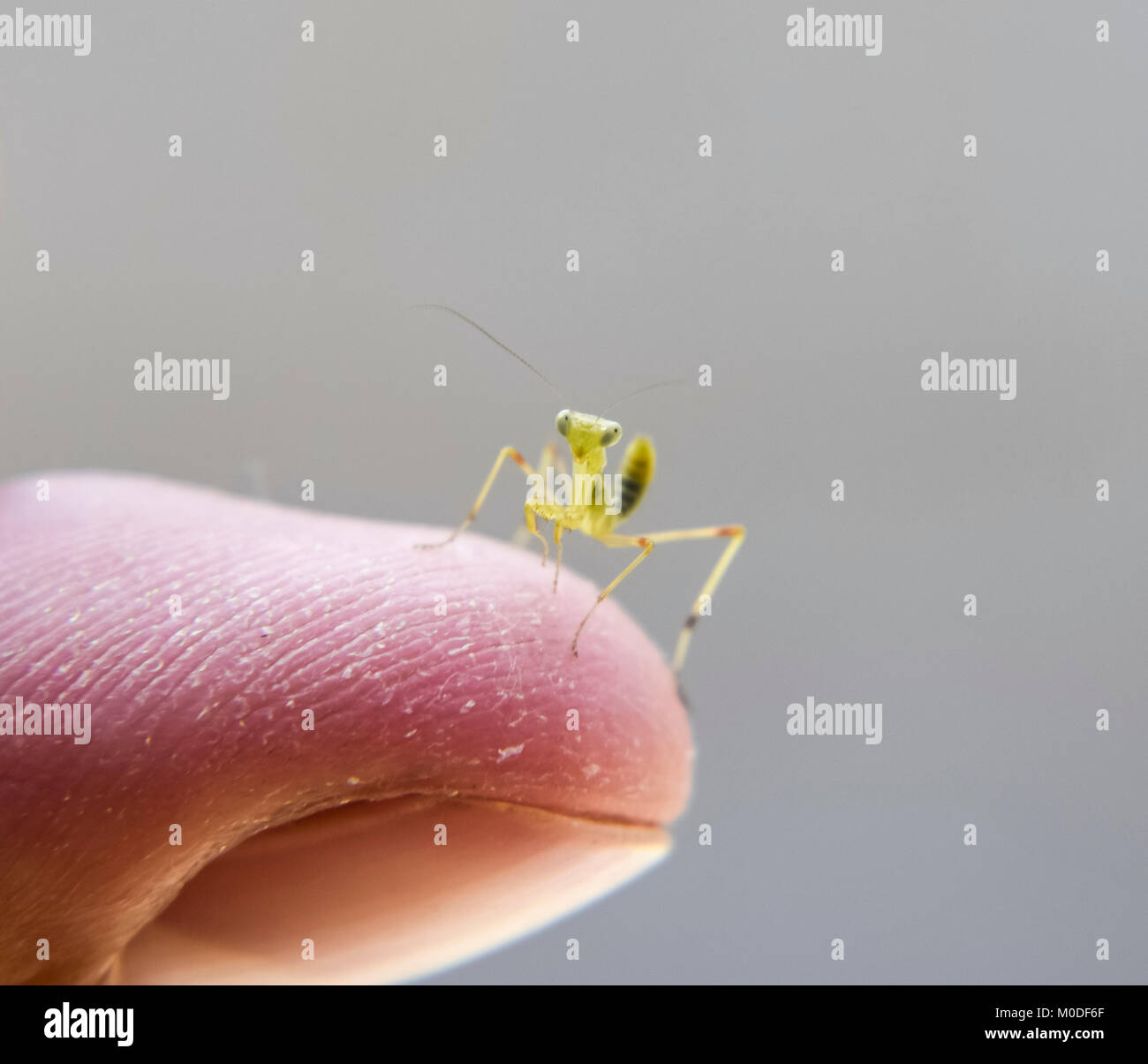 Larva of the mantis. Nymph mantis, Growing insect. Mantis on the hand ...