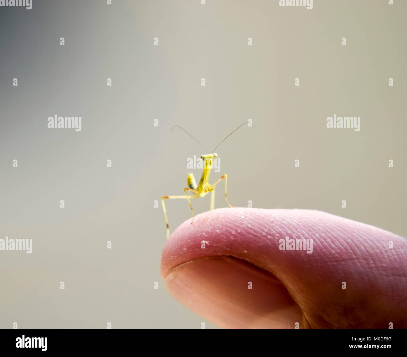Larva of the mantis. Nymph mantis, Growing insect. Mantis on the hand ...
