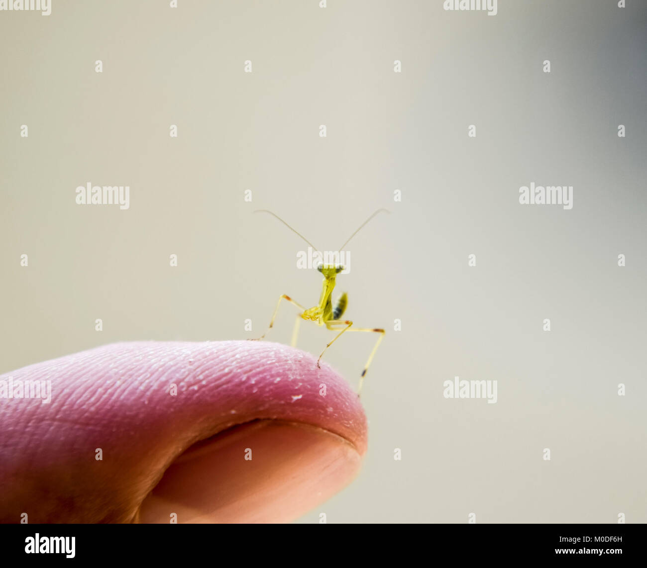 Larva of the mantis. Nymph mantis, Growing insect. Mantis on the hand ...