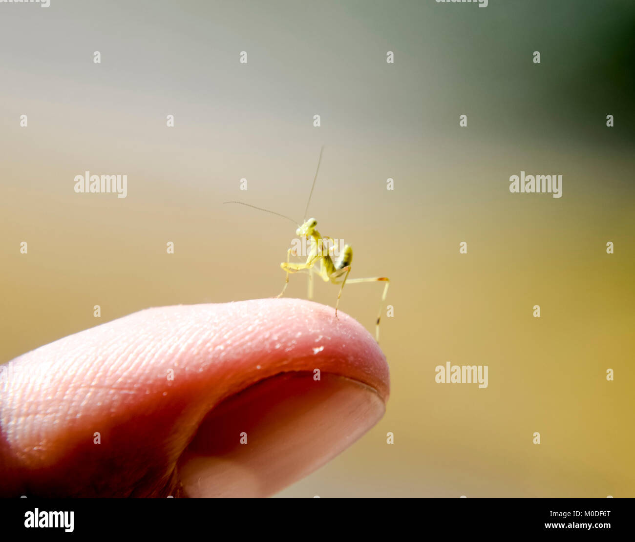 Larva of the mantis. Nymph mantis, Growing insect. Mantis on the hand ...