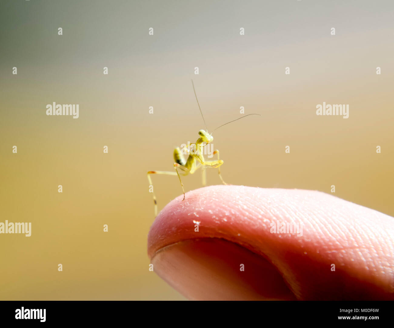 Mantisfamilies hi-res stock photography and images - Alamy