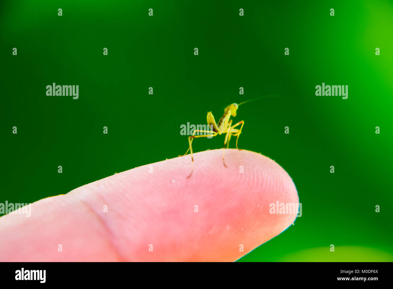 Larva of the mantis. Nymph mantis, Growing insect. Mantis on your ...