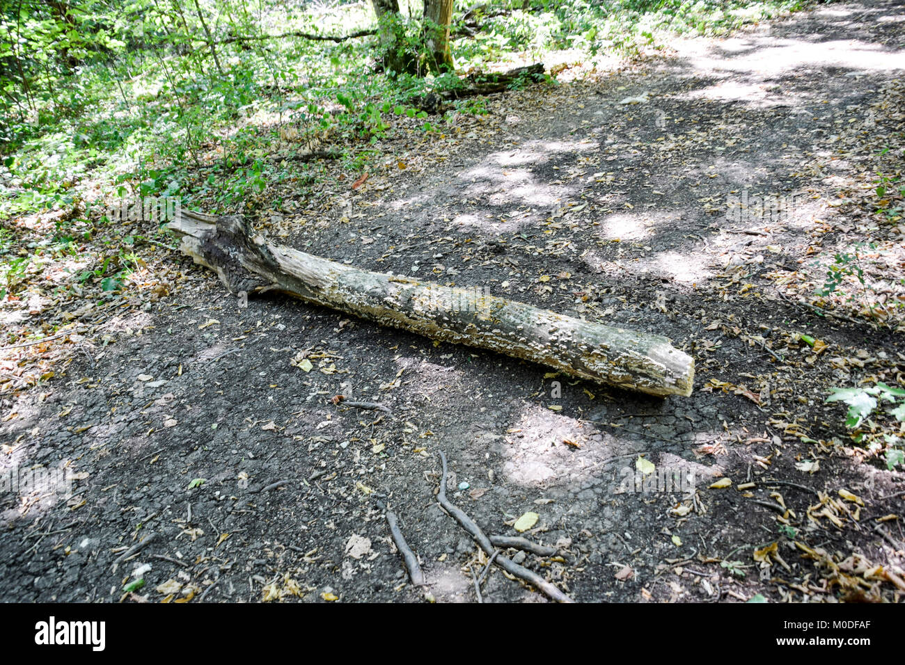 A log lying on a path in the forest Stock Photo - Alamy