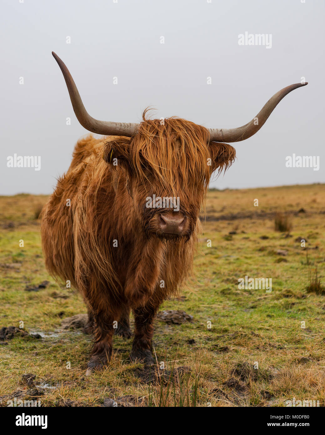 South devon cow hi-res stock photography and images - Alamy