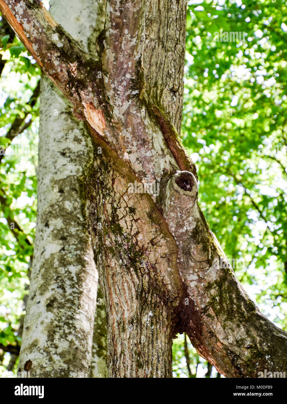 An influx on the trunk of a tree. Merging of two trees. Anomaly of ...