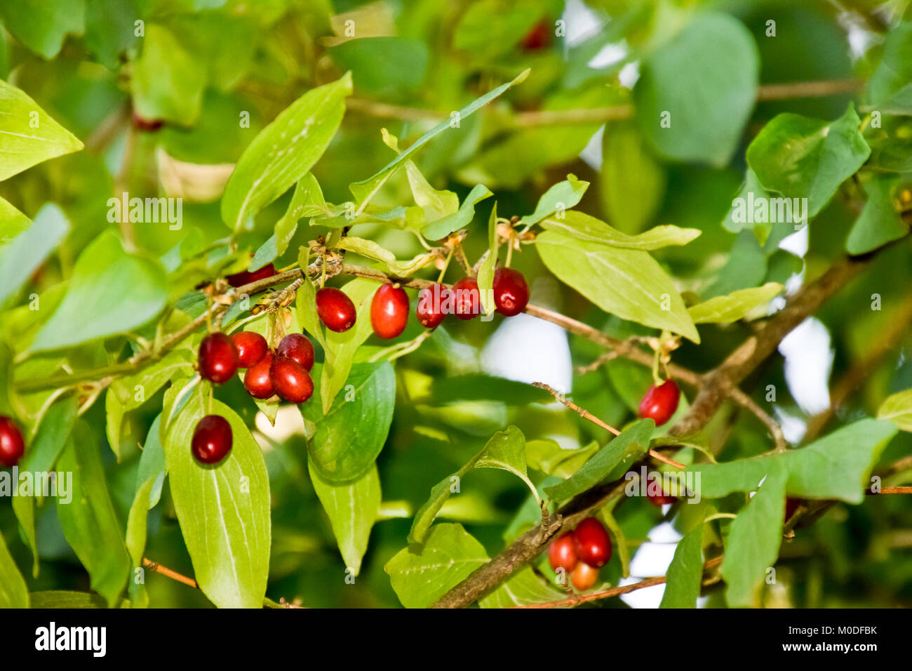 Oblong berries hi-res stock photography and images - Alamy