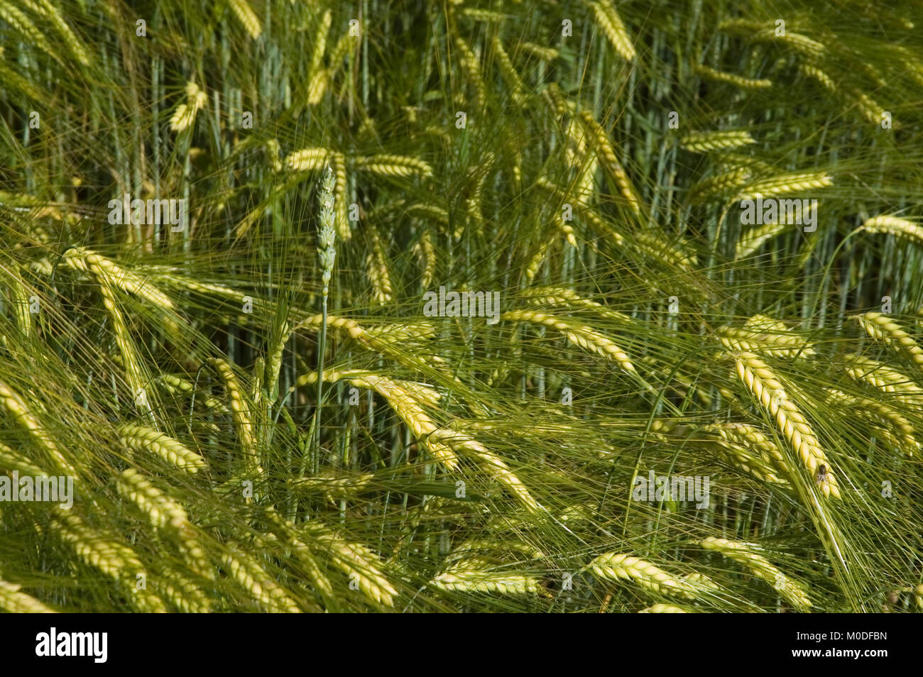 green barley field Stock Photo - Alamy