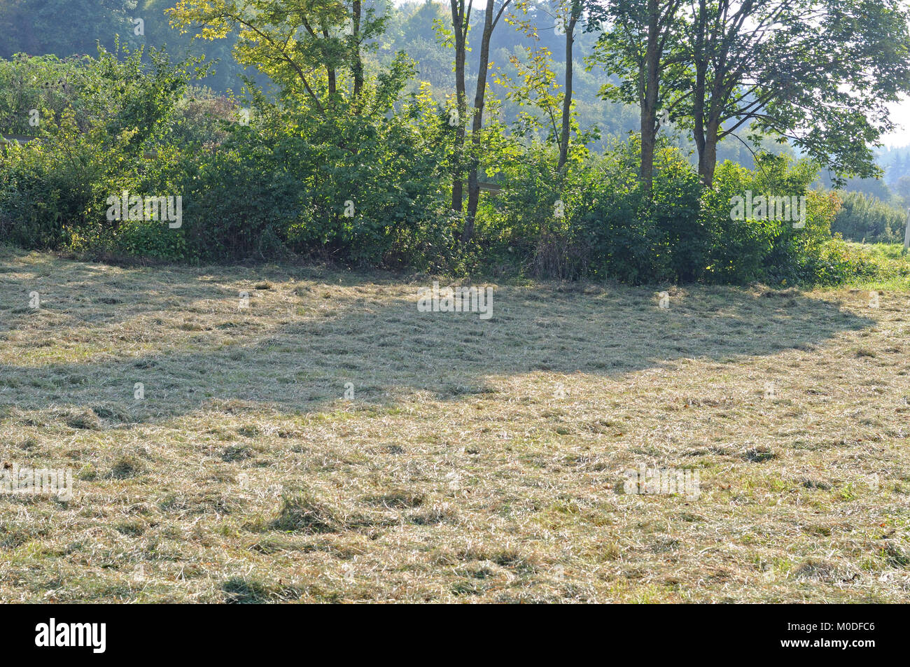 Drying on bushes hi-res stock photography and images - Alamy