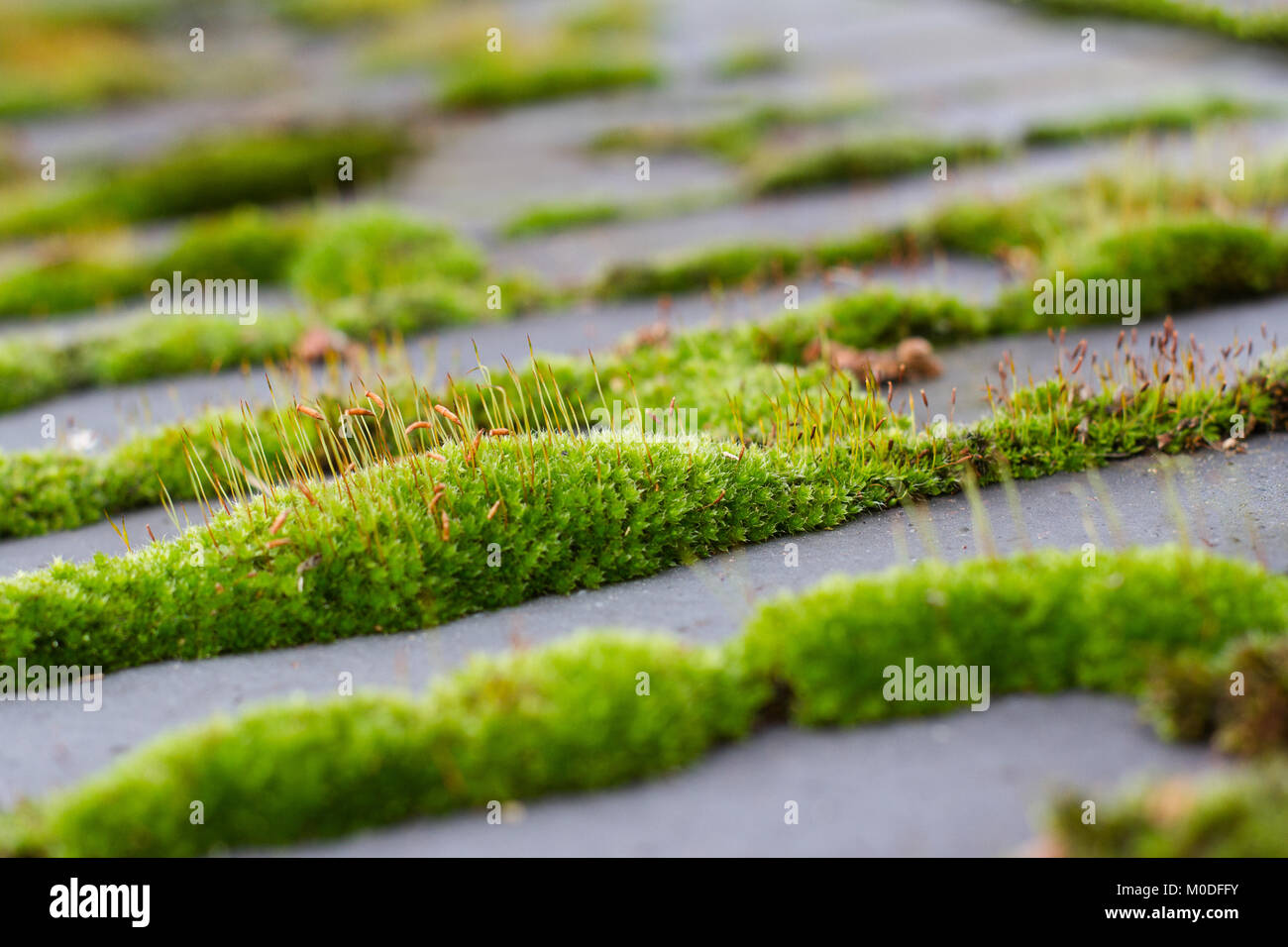 side view closeup of green moss growing through city pavement stone ...