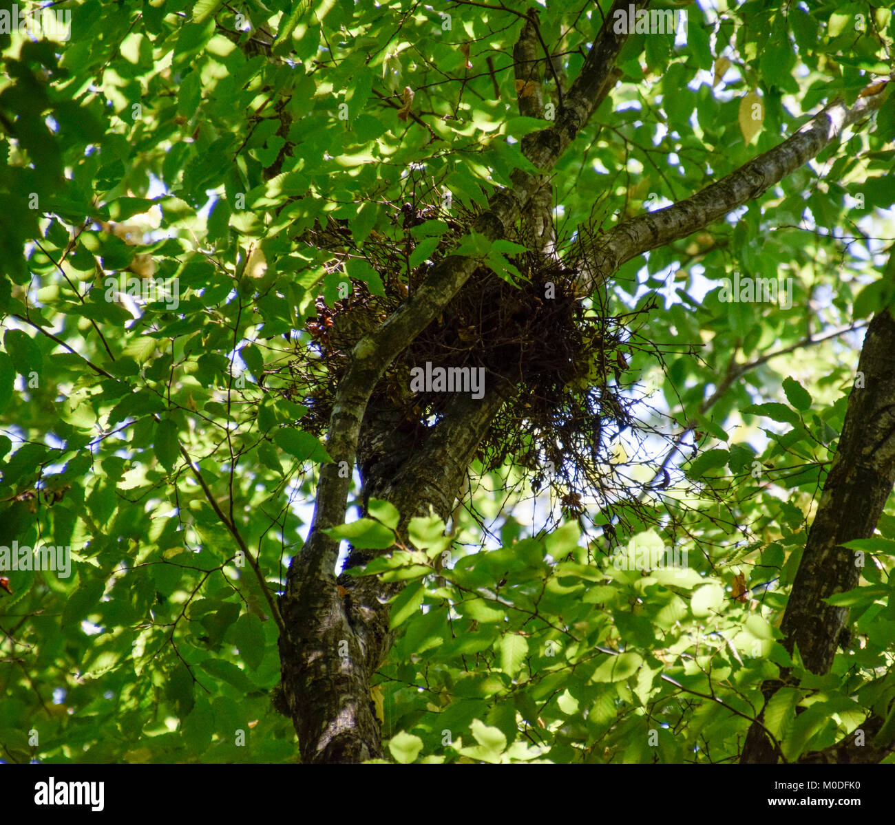 Bird's nest on a tree in the crown of branches Stock Photo - Alamy
