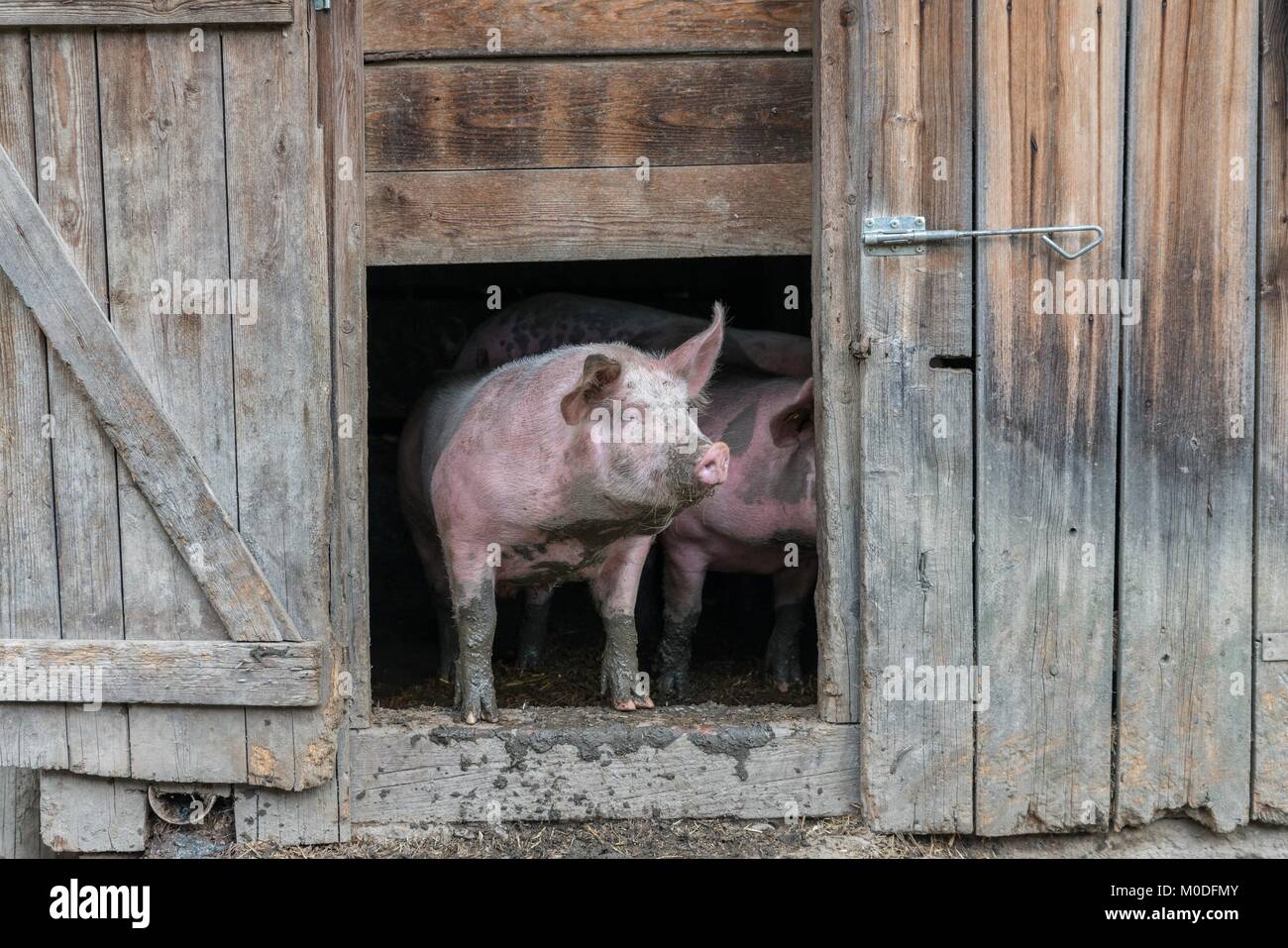Micro Pig House High Resolution Stock Photography and Images - Alamy