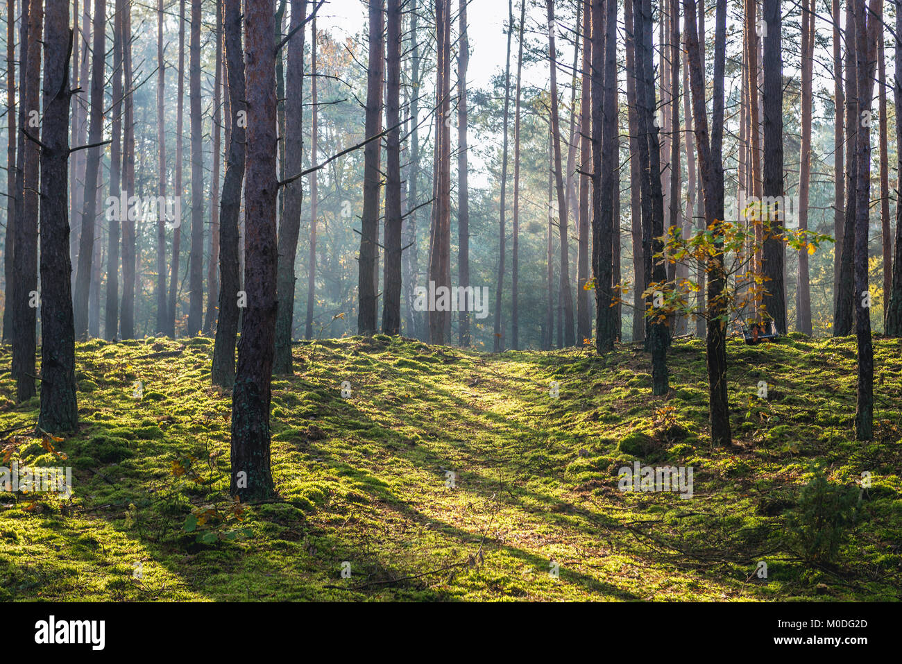 Pine trees in Kampinos Forest, large forests complex in Masovian ...