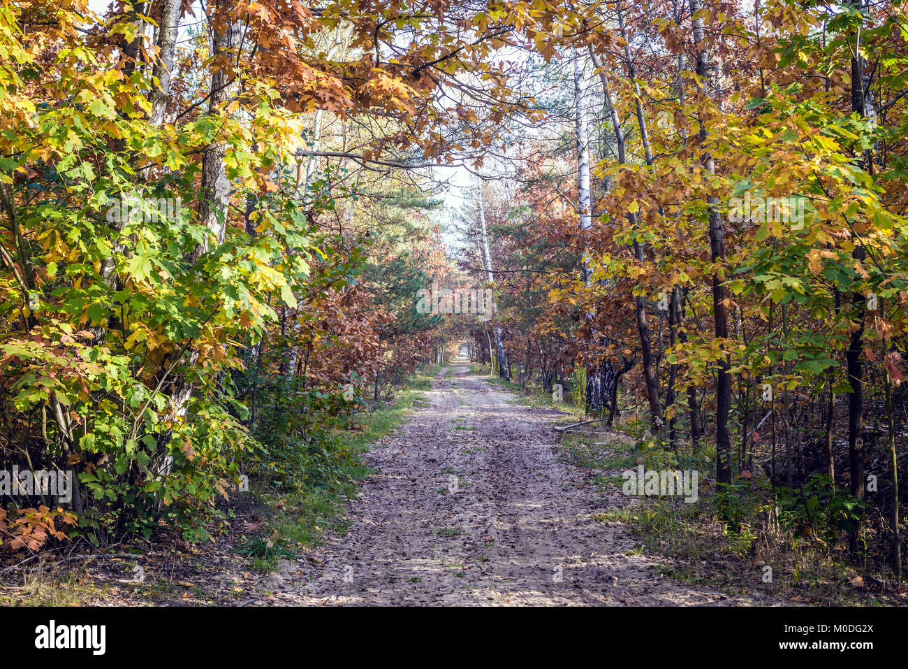 Polish national forests hi-res stock photography and images - Alamy