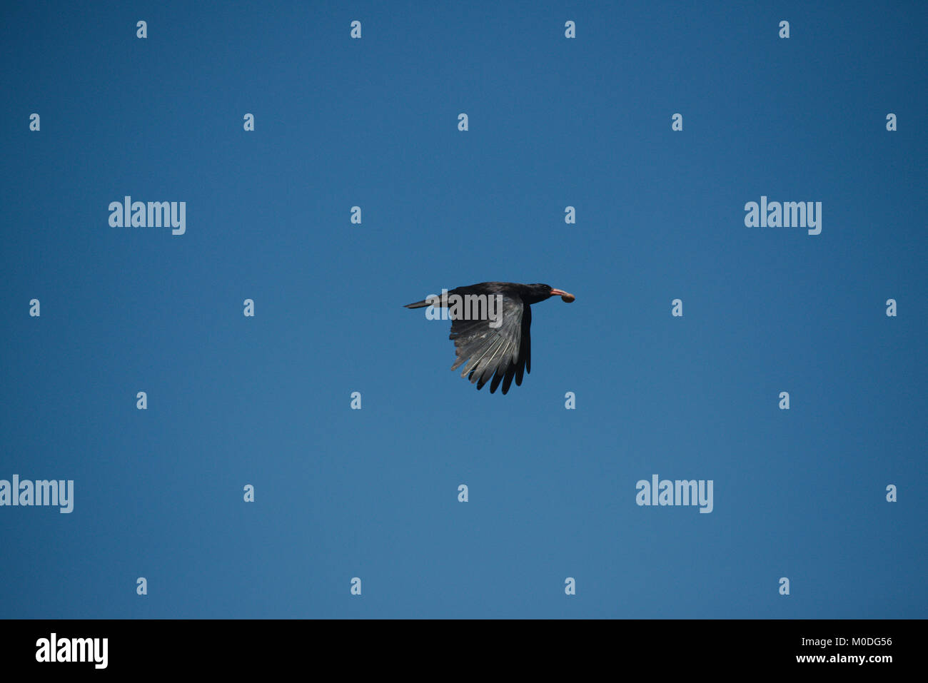 Chough in flight after stealing a nut Stock Photo - Alamy