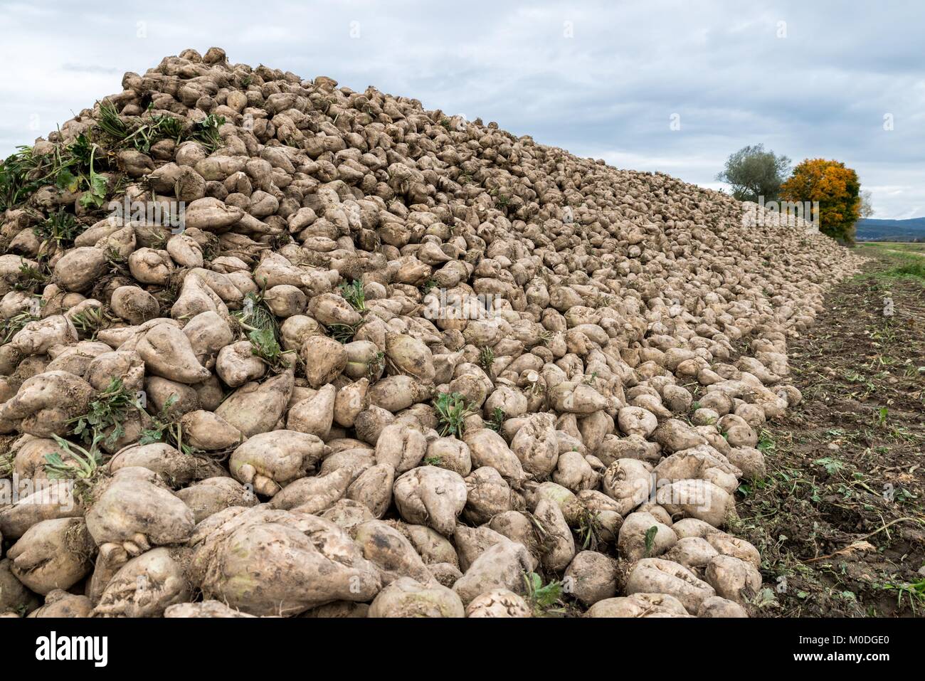 Gathered sugar beets on an acre, Bavaria, Germany Stock Photo - Alamy