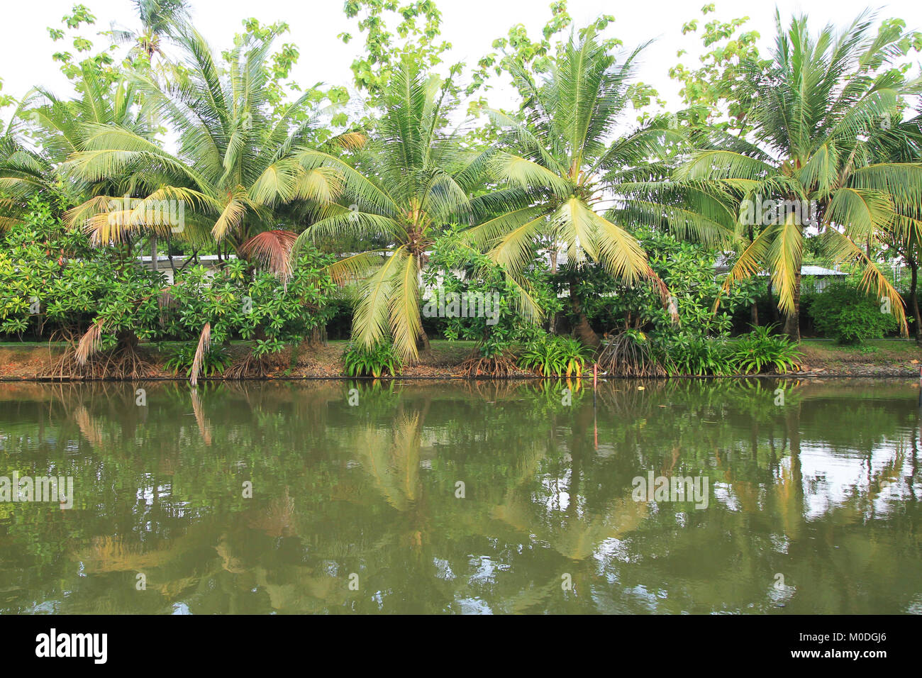 branches of coconut palms in tropical rain forest at Thailand Stock ...