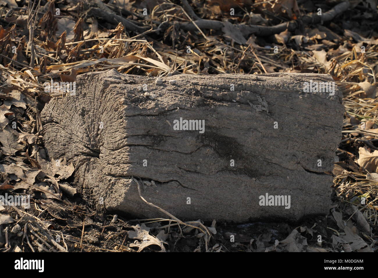 Rotten Log Stock Photos & Rotten Log Stock Images - Alamy