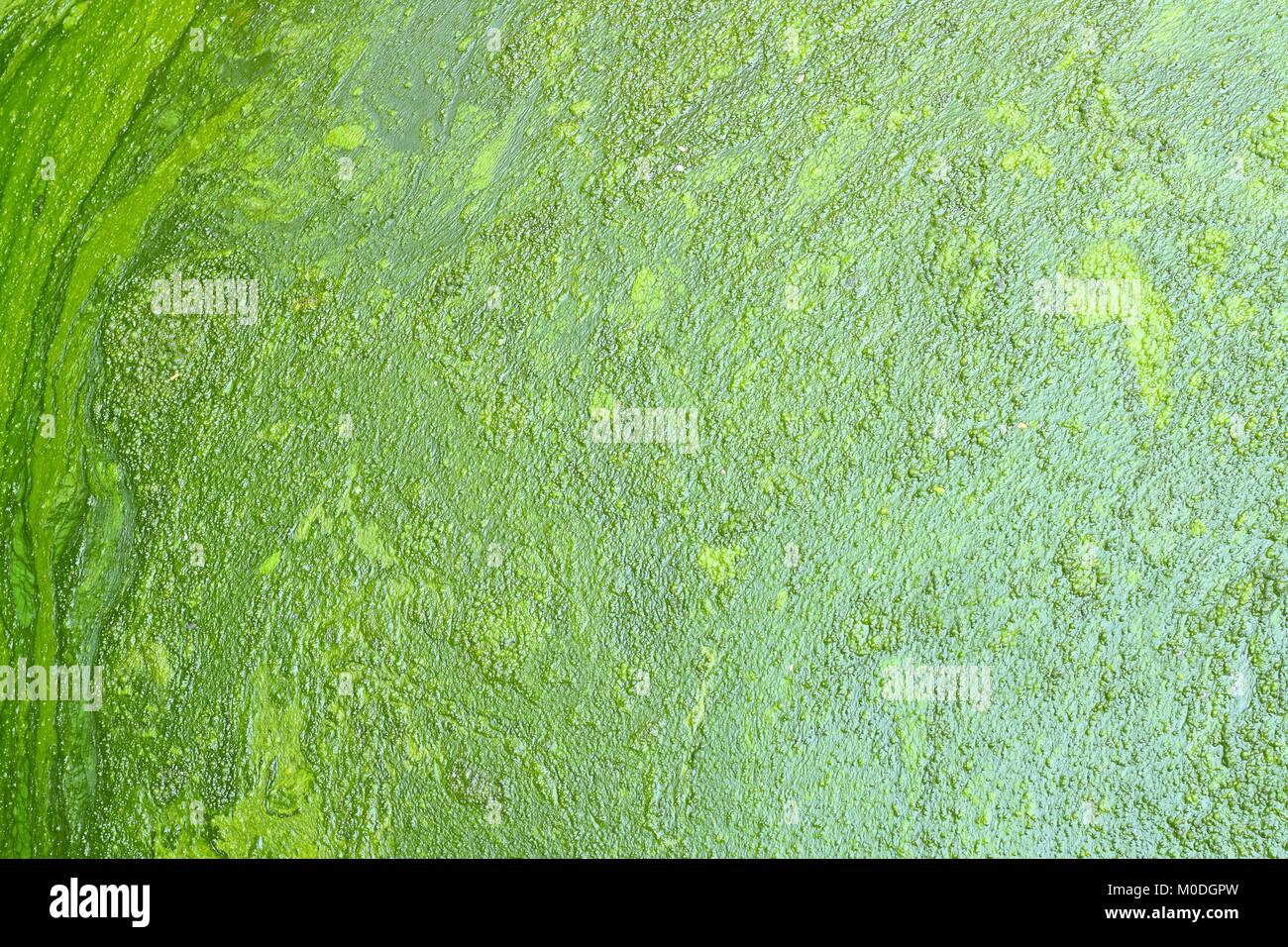 Wetland Texture