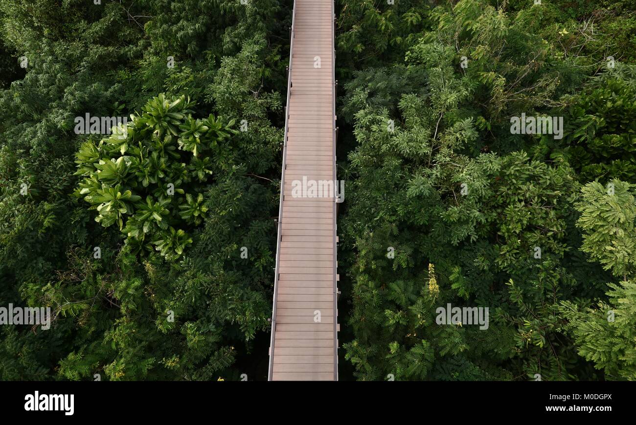 Wooden bridge, Nature trail in Bangkok, Thailand Stock Photo - Alamy