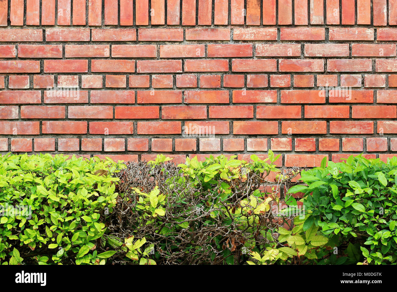 plant on red brick wall texture Stock Photo - Alamy