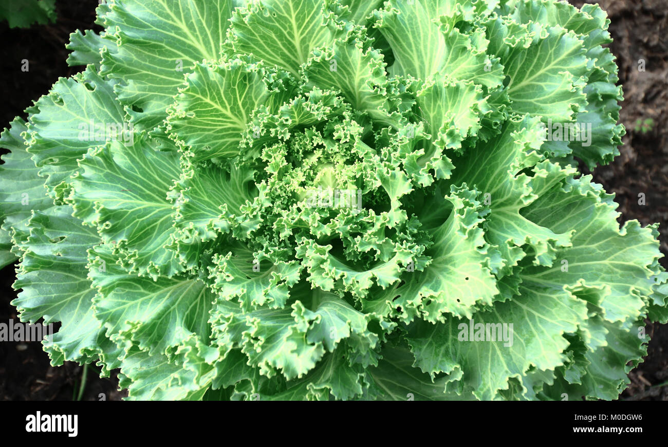 green cabbage that grows in the garden Stock Photo - Alamy