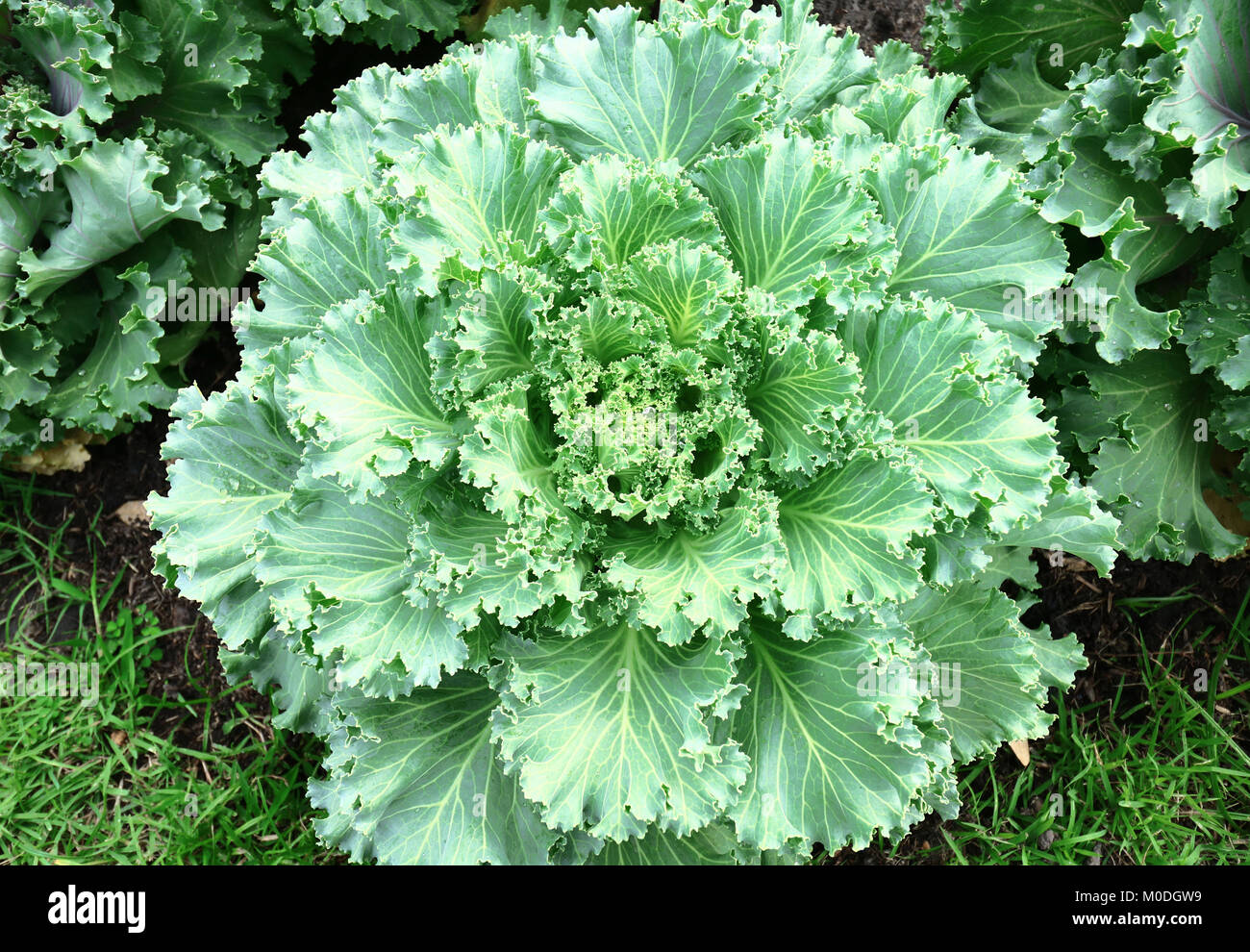 green cabbage that grows in the garden Stock Photo - Alamy