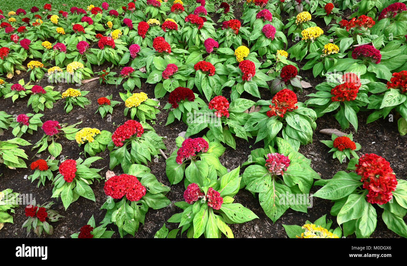 Chinese wool hi-res stock photography and images - Alamy