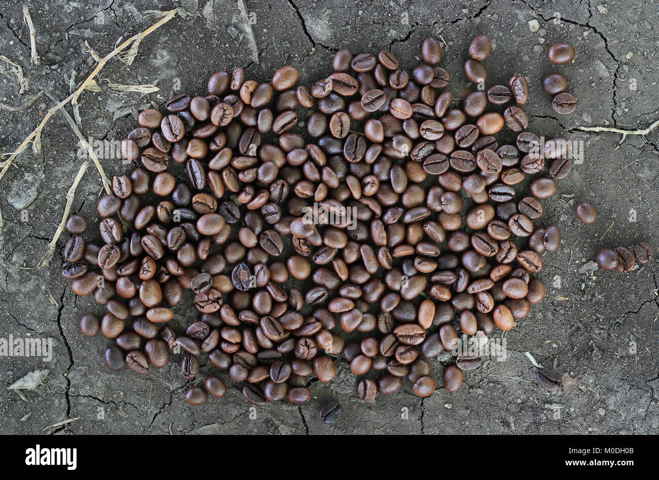 Coffee and the natural soil background Stock Photo - Alamy