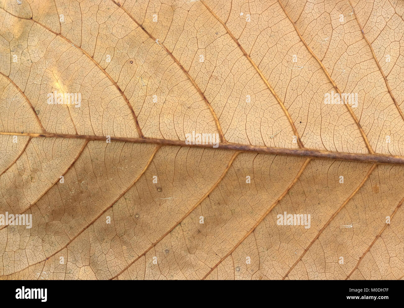 dry brown leaf texture Stock Photo - Alamy