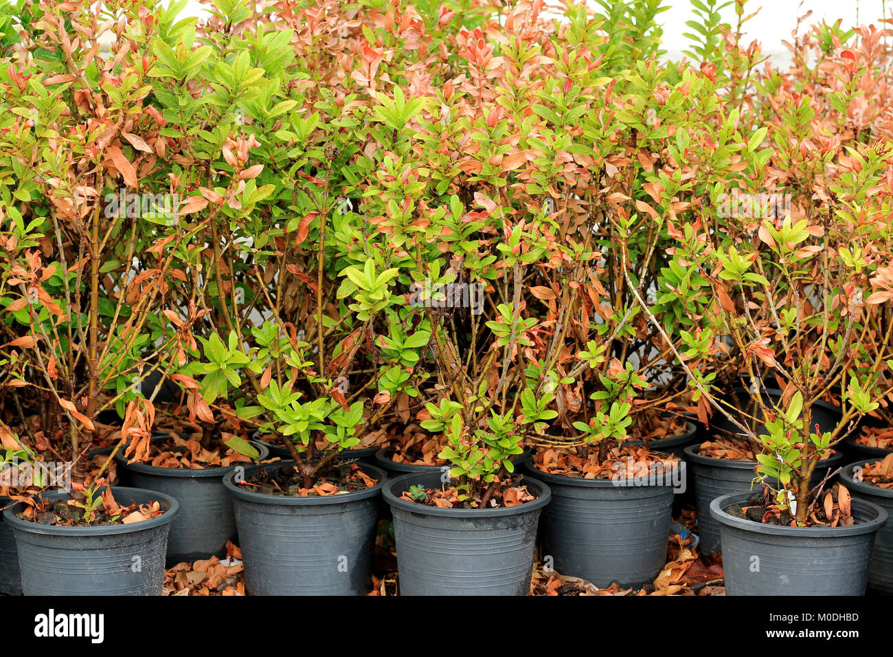 Fresh tree and dead tree in pot Stock Photo - Alamy