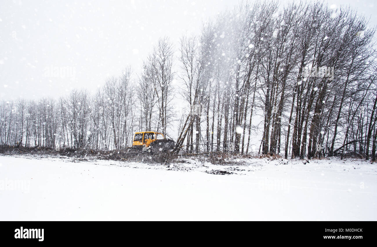 An industrial bulldozer pushing down bare trees in a winter storm in a ...