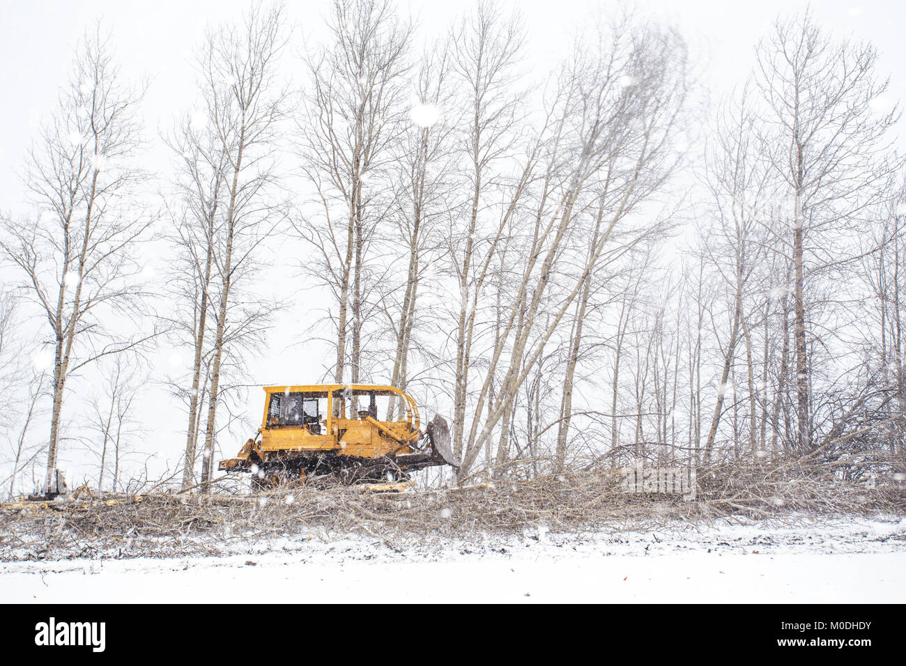 An industrial bulldozer pushing down a stand of bare trees in a rural ...