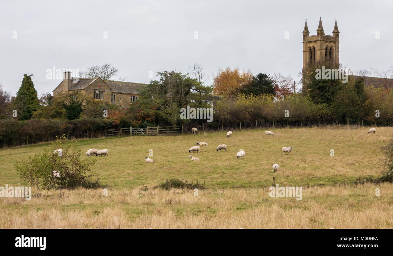 Cotswold Sheep High Resolution Stock Photography and Images - Alamy