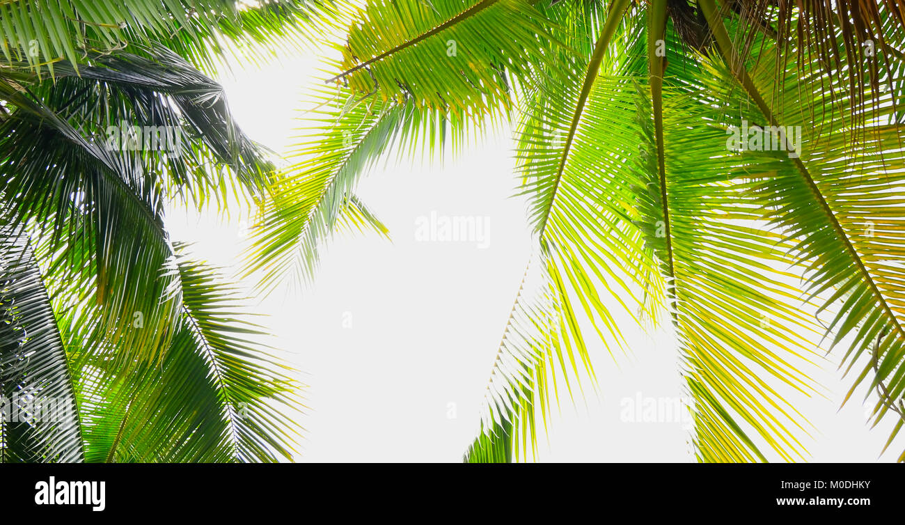 Palm tree branch against the light Stock Photo - Alamy