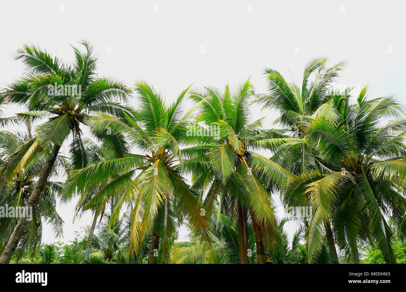 Tall coconut palm trees outside hi-res stock photography and images - Alamy
