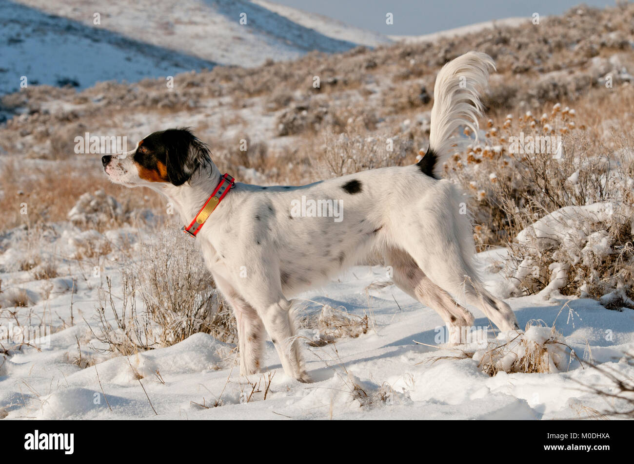 English setter pointing a bird hi-res stock photography and images - Alamy