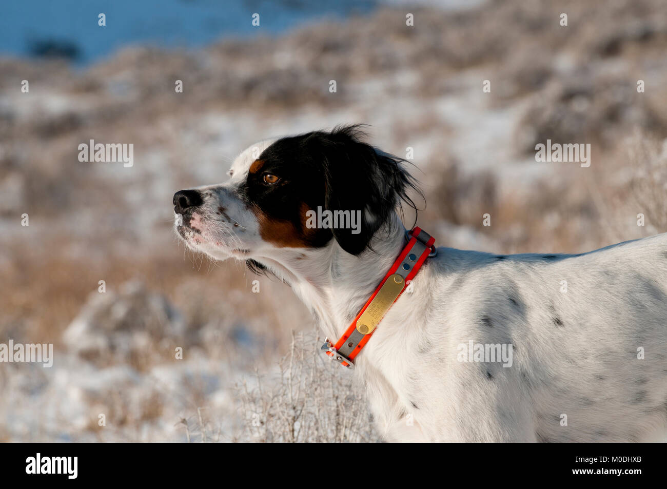 English setter on point Stock Photo - Alamy