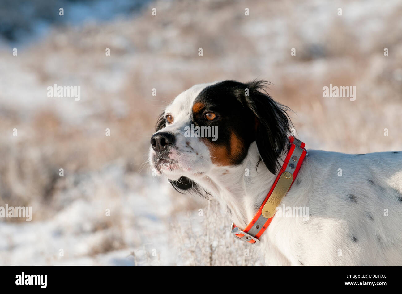 English setter pointing a bird hi-res stock photography and images - Alamy