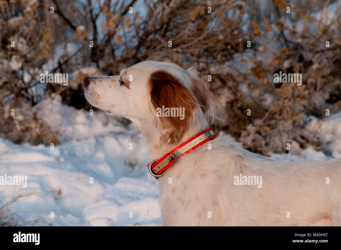 English setter pointing a bird hi-res stock photography and images - Alamy
