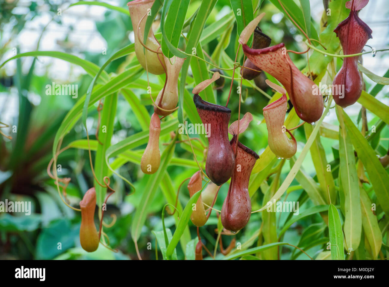 The beautiful Nepenthes inside the Conservatory of Flowers, San ...