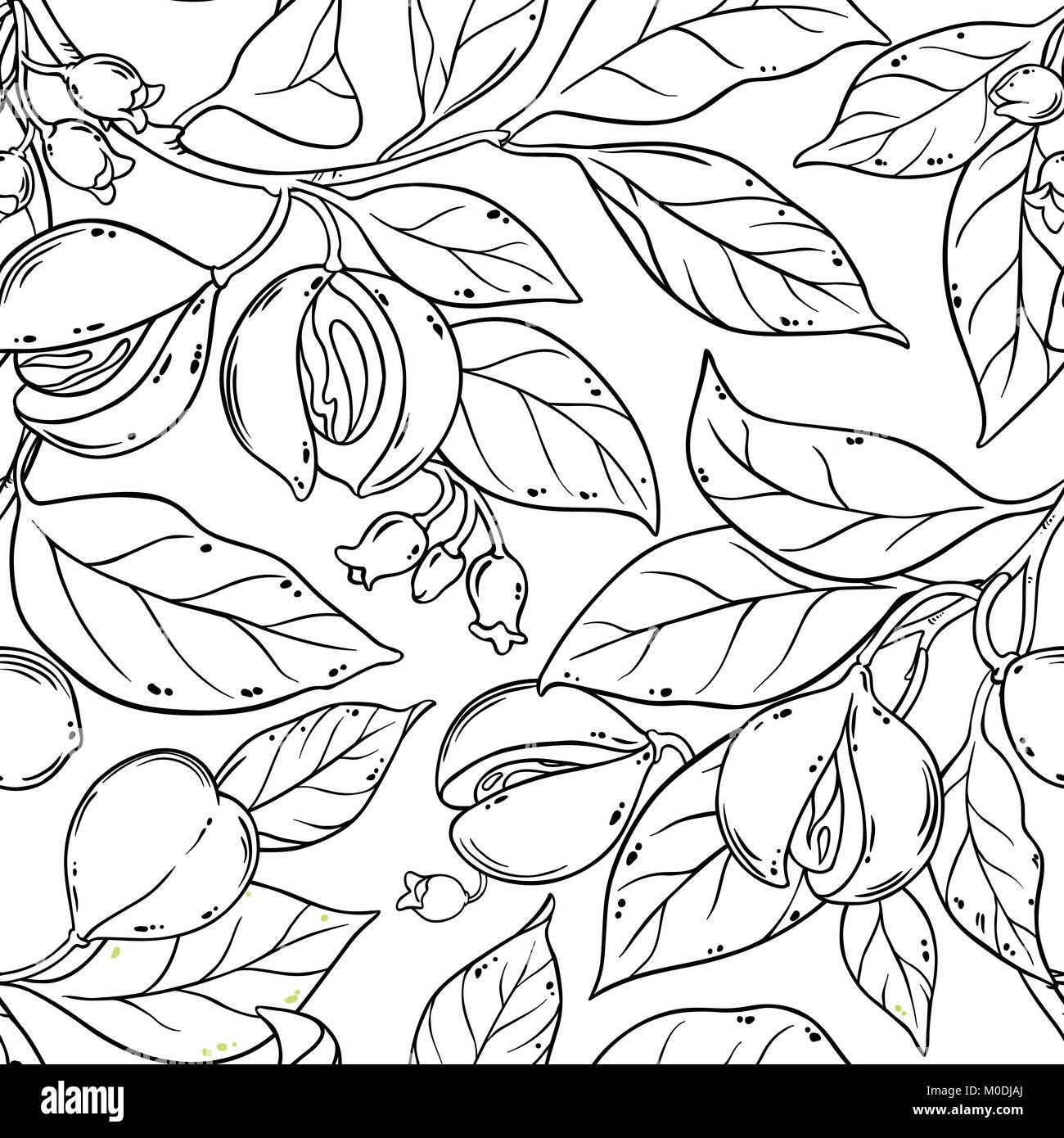 nutmeg branches seamless pattern on white background Stock Vector Image ...