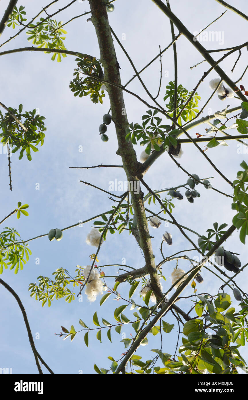 Kapok tree thorns hi-res stock photography and images - Alamy