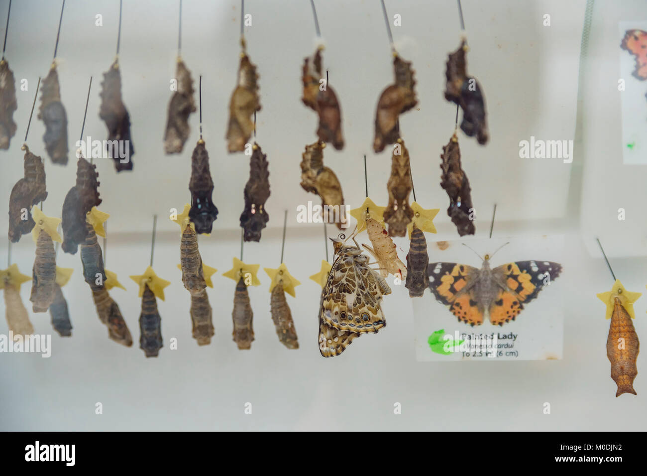 Box of Butterfly, pupae specimen inside the Conservatory of Flowers ...