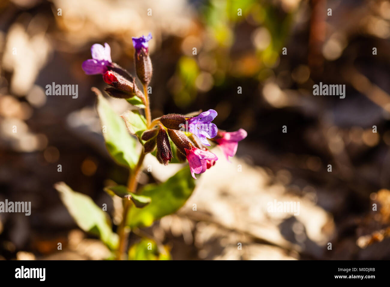 Mary's tears plant Stock Photo - Alamy