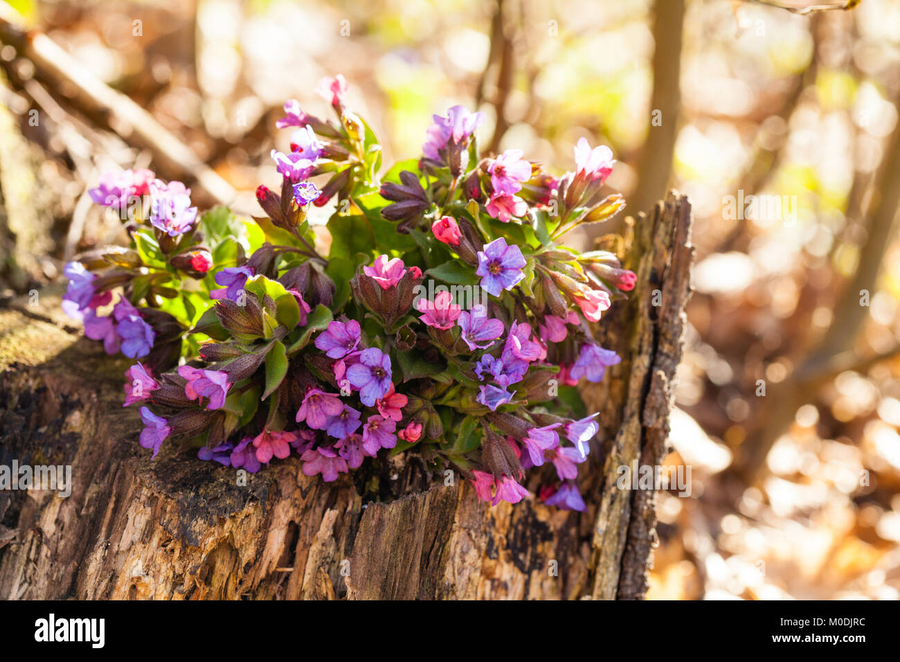 Mary's tears plant Stock Photo - Alamy